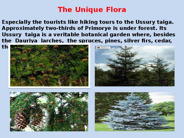 The glimpses of fauna and flora of Primorye