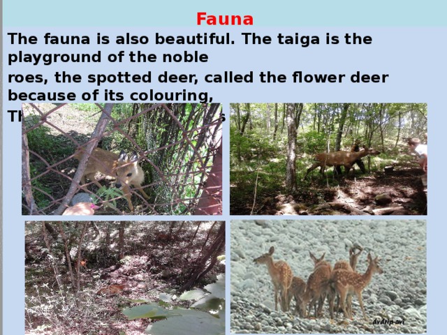 The glimpses of fauna and flora of Primorye