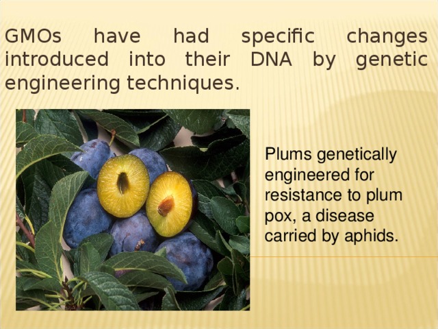 Презентация по английскому языку "ГМО в нашей жизни"