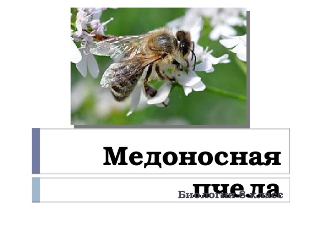 Презентация по биологии "Медоносная пчела"