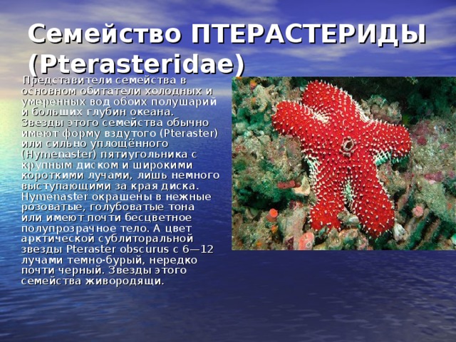 Презентация по биологии по теме "Класс Морские звезды (Asteroidea)"