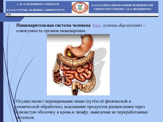 Презентация по биологии «Пищеварительная система человека»