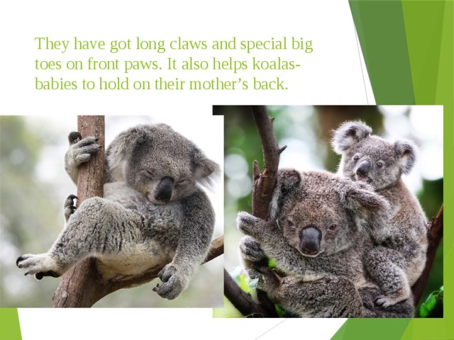 Презентация к уроку в 5 классе "Животные. Коала."