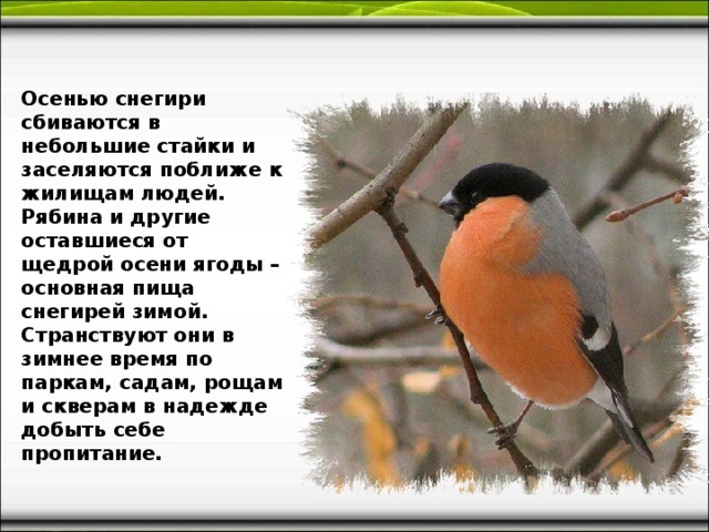 Рисуем снегиря 2 класс