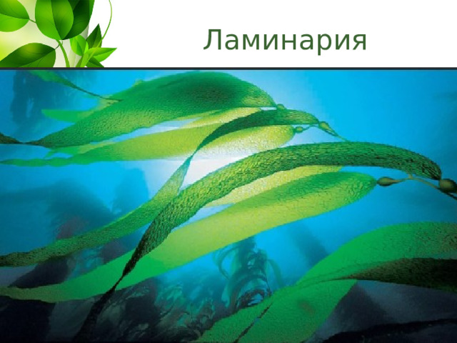 Презентация на тему "водоросли"