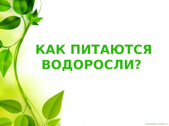 Презентация на тему "водоросли"
