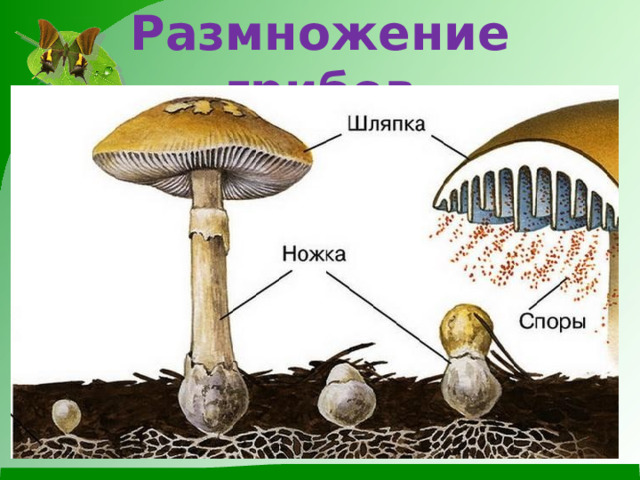 В царстве грибов