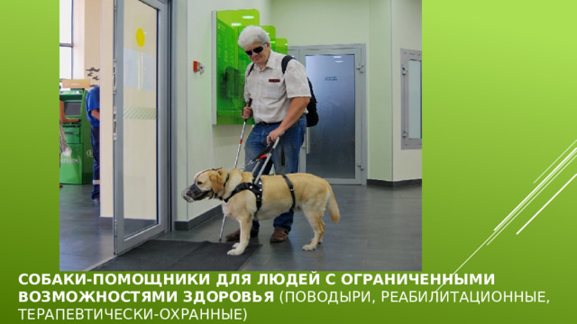 Служебные собаки