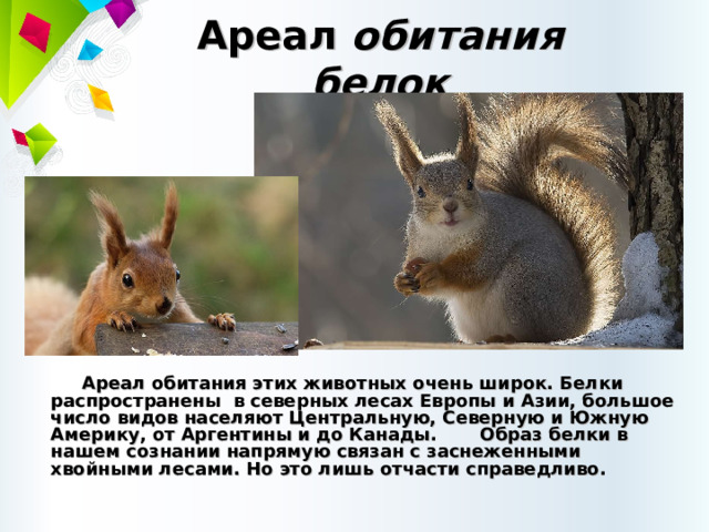 Белки- умные животные