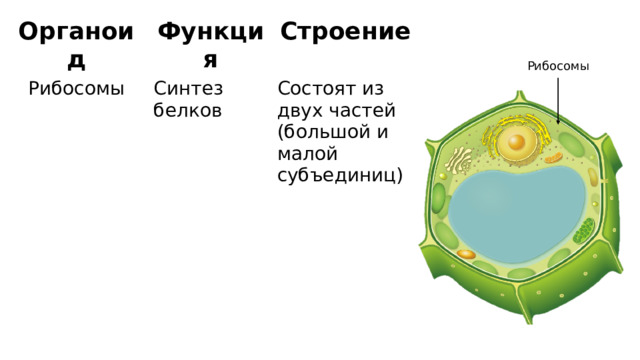Строение растительной клетки